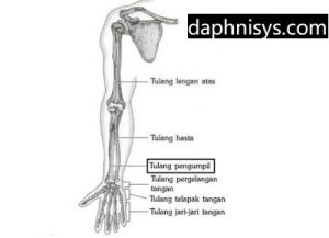 Fungsi Tulang Lengan Manusia Berdasarkan Bagiannya, Cari Jawaban Kelas ...